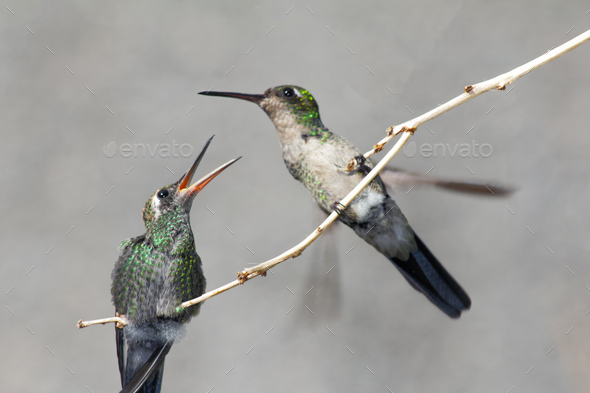 Happy hummingbird on a twig with an open mouth, waiting for mom to feed ...
