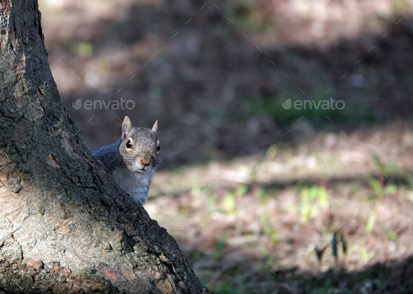 Cute squirrel peeking over a tree trunk in a forest with sunlight and ...
