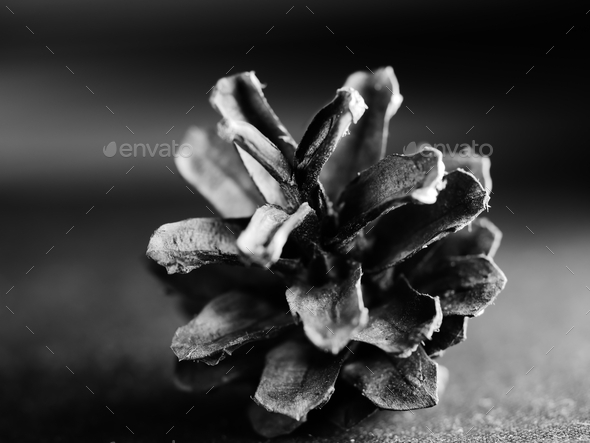 Grayscale macro shot of a cedar cone - for backgrounds and textures ...