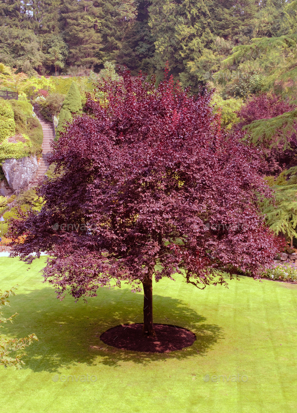 Vertical shot of a Malus tree with pink flowerings grown in the garden ...