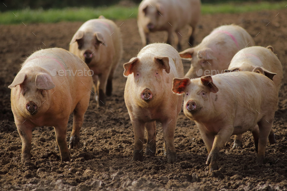 Closeup shot of big pigs on the mug in the farmland Stock Photo by ...