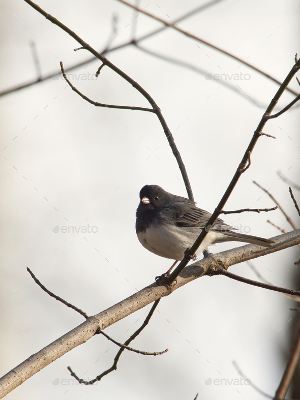 Selective focus of a fluffy dark-eyed junco (Junco hyemalis) bird on ...