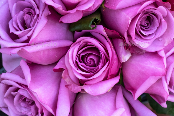 Purple Roses bouquet Stock Photo by wirestock | PhotoDune