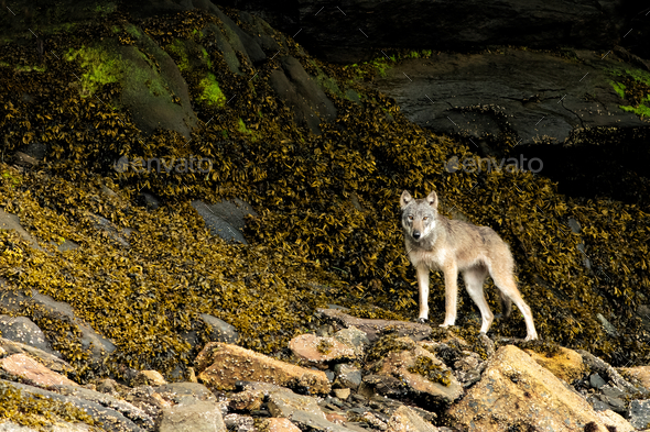 Coastal gray British Columbia wolf at the Khutzeymateen Grizzly Bear ...