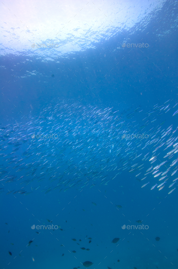 Vertical shot of a school of striated fusilier fish in the sea Stock ...