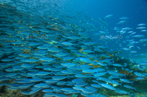 School of striated fusilier fish in the sea Stock Photo by wirestock
