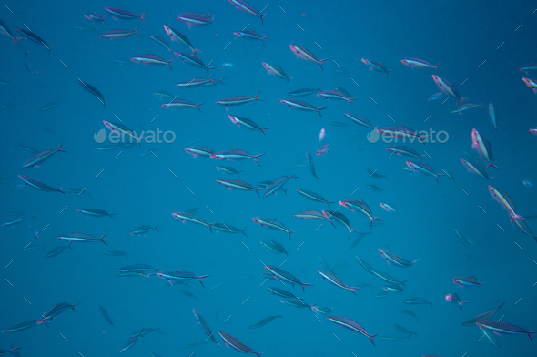 School of striated fusilier fish in the sea Stock Photo by wirestock