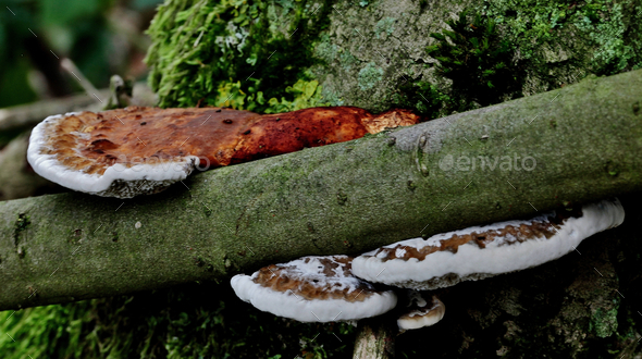 Closeup shot of stereum subtomentosum fungi Stock Photo by wirestock