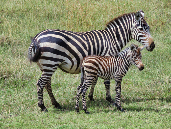 Mom and baby zebras in the field of Serengeti National Park in Africa ...