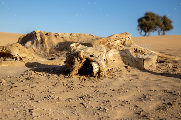 Dry desert with animal bones Stock Photo by wirestock | PhotoDune
