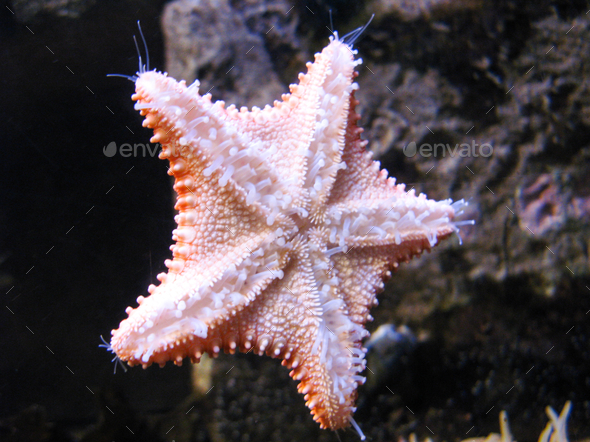 Underside of starfish at aquarium exhibit Stock Photo by wirestock