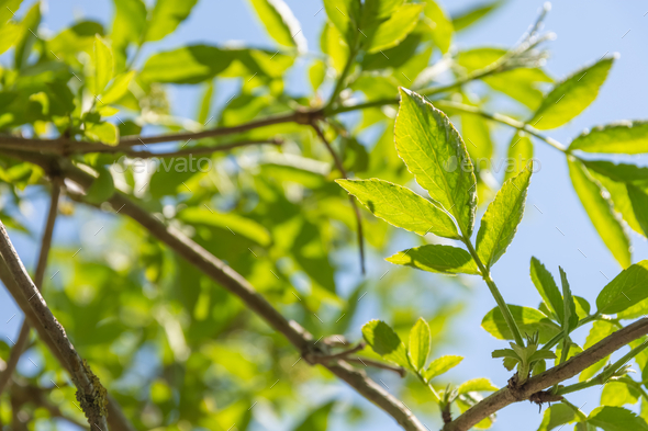 Low angle shot of bright leaves on tree branches with sunlight shining ...