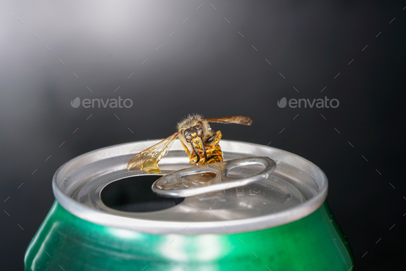 Macro shot of a bee on an opened soda can against a gray background ...