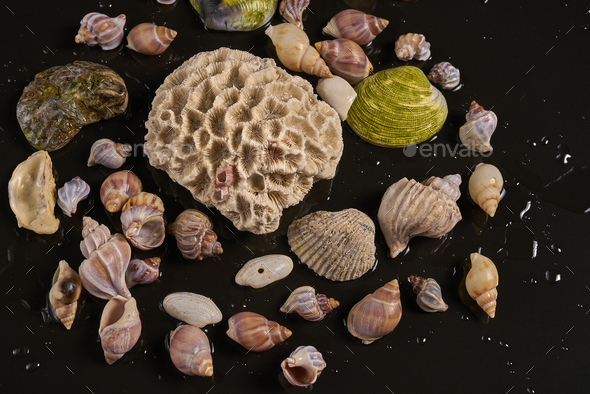 Closeup shot of different kinds of sea shells and a brain coral on the ...