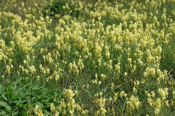 Field of yellow-green flowers of the common or yellow toadflax, Linaria ...