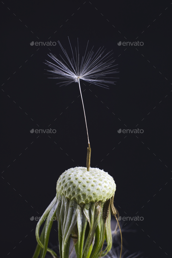 Dandelion seedhead with only one seed still attached / black background ...