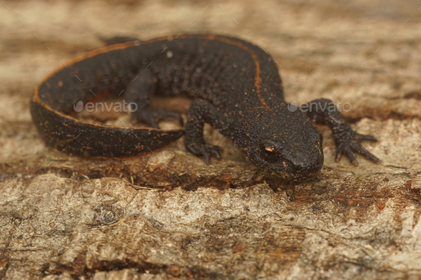 Full body closeup on a terrestrial juvenile of the Antalolian crested ...