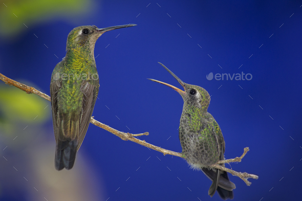 Pair of green hummingbirds standing on a thin branch, one of them with ...