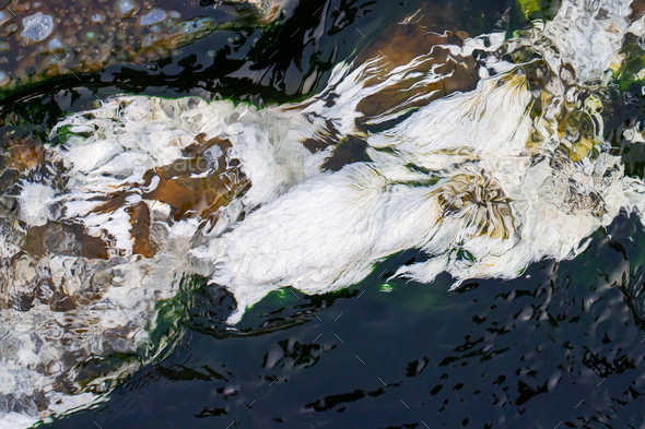 chloroflexus aurantiacus, photosynthetic bacterium isolated from hot ...