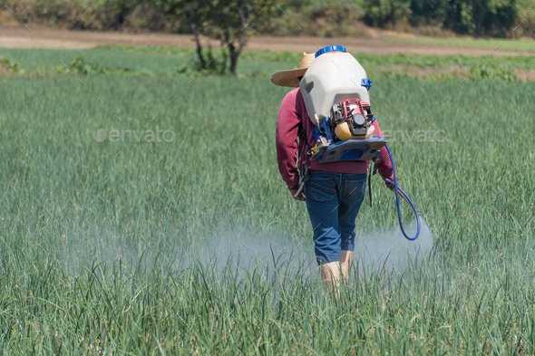 Farmer spraying fertilizers in an onion field Stock Photo by wirestock