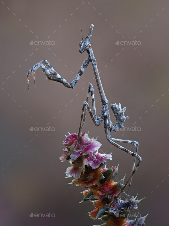 Vertical closeup of the Empusa fasciata on a plant. Stock Photo by ...