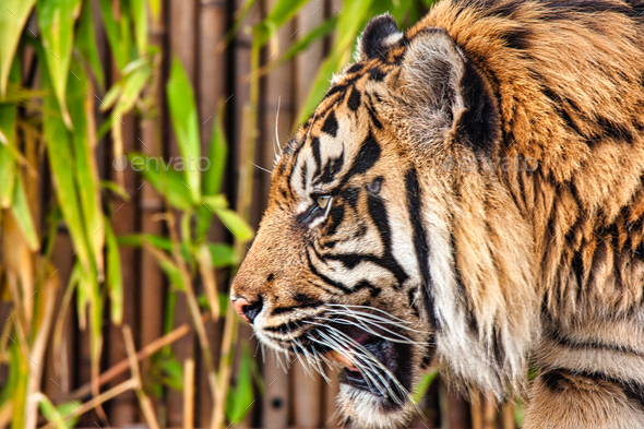 Closeup side profile portrait of Sumatran tiger (Panthera tigris ...