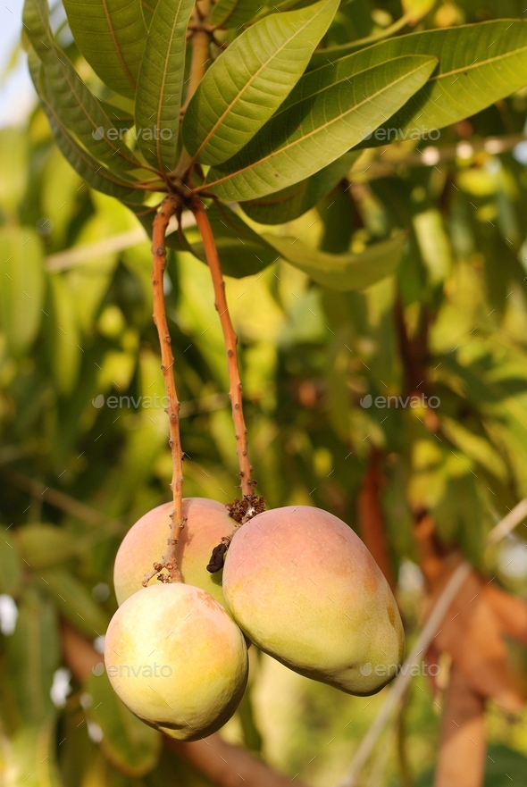 Closeup shot of mango fruits on a mango tree (Mangifera indica) under ...