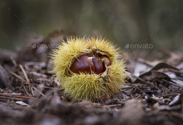 Chestnut Shell