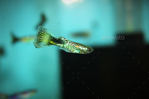 Closeup shot of a guppy fish in an aquarium with green background Stock ...