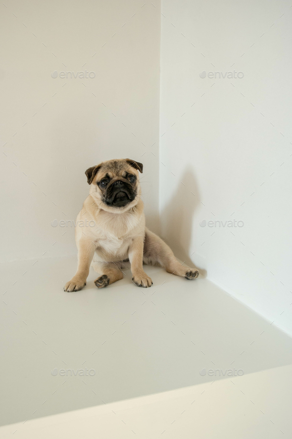 Vertical shot of a cute pug dog sitting on the angle of a white wall ...