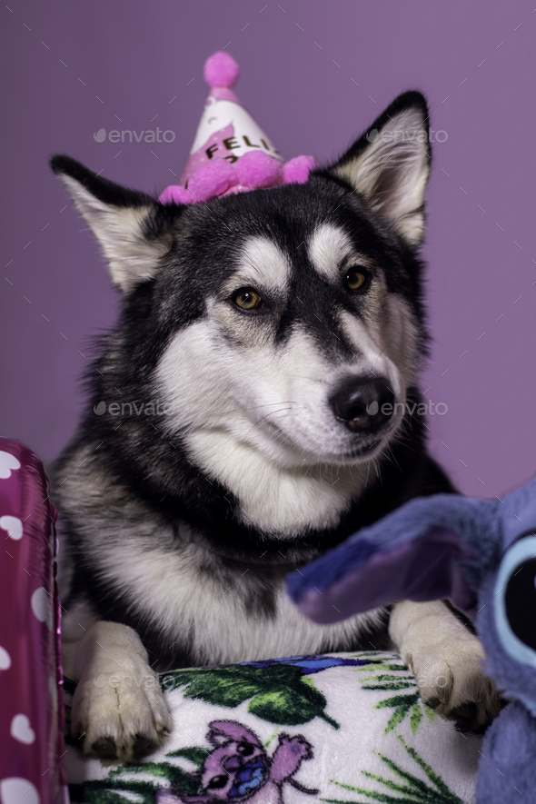 Vertical shot of a cute Siberian husky wearing a funny party hat while ...