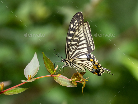 Closeup of a beautiful Chinese Yellow Swallowtail (Papilio xuthus ...