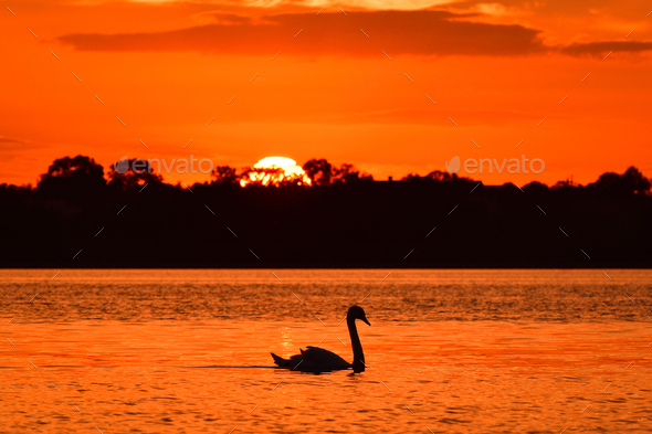 Silhouette of a swan in the Draycote Water in England, the UK during a ...