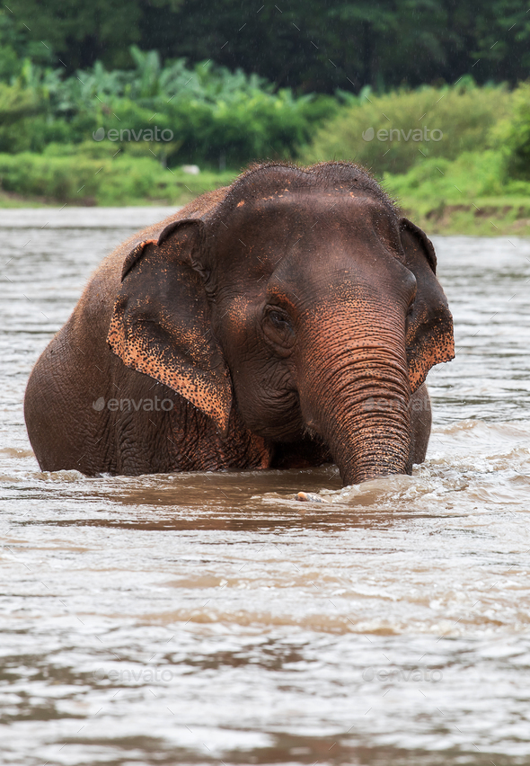 Asian Elephant in a nature at deep forest in Thailand Stock Photo by ...