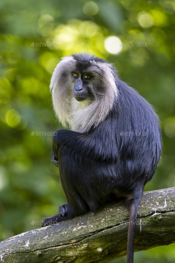 The lion-tailed macaque (Macaca silenus), also known as the wanderoo ...
