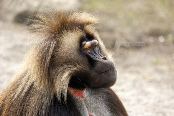 Male gelada (Theropithecus gelada), sometimes called the bleeding-heart ...