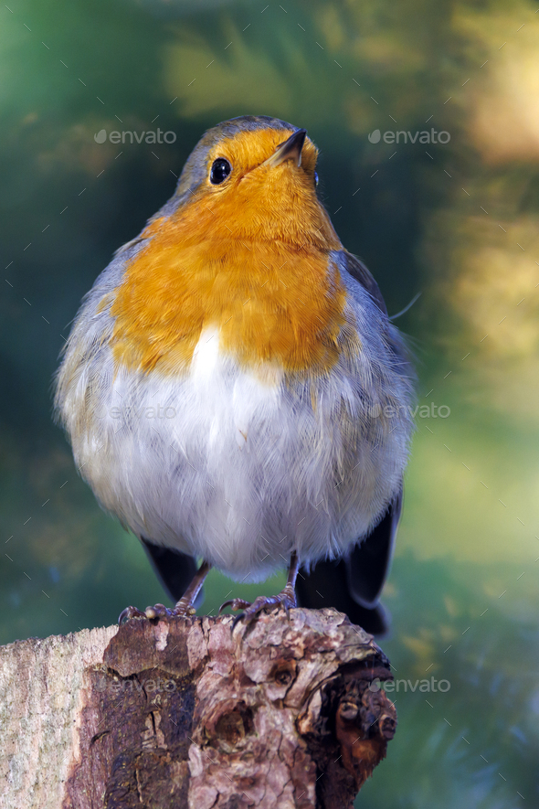 The European robin (Erithacus rubecula), known simply as the robin or ...