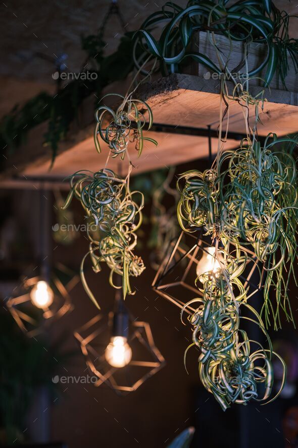 Vertical shot of hanging indoor plants with a blurred lights background ...