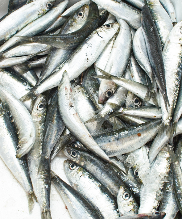 Closeup of sardines to the fish market. Seafood background Stock Photo ...