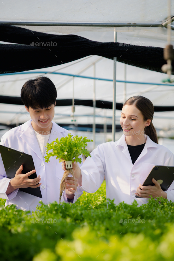 Researchers in hydroponic vegetable gardens are collecting samples to ...