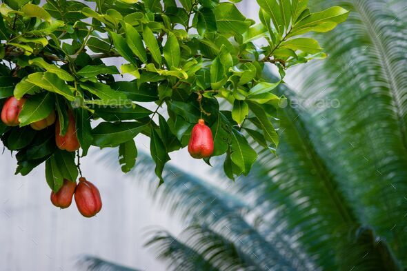 Ackee tree with lots of fruits in the garden Stock Photo by wirestock
