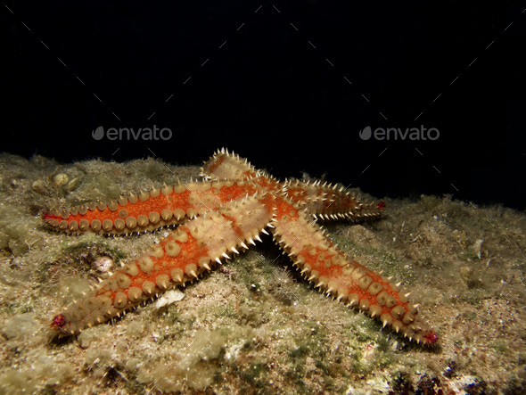Spiny starfish from the island of Cyprus Stock Photo by SakisLazarides