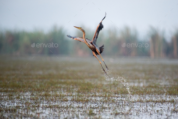 Purple heron bird take off from water Stock Photo by DebashisKumar13