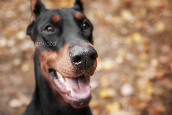 Powerful Doberman dog on an autumnal background, with leaves of gold ...