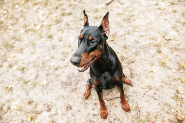 Powerful Doberman dog on an autumnal background, with leaves of gold ...