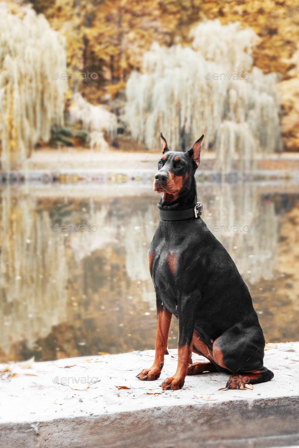 Powerful Doberman dog on an autumnal background, with leaves of gold ...