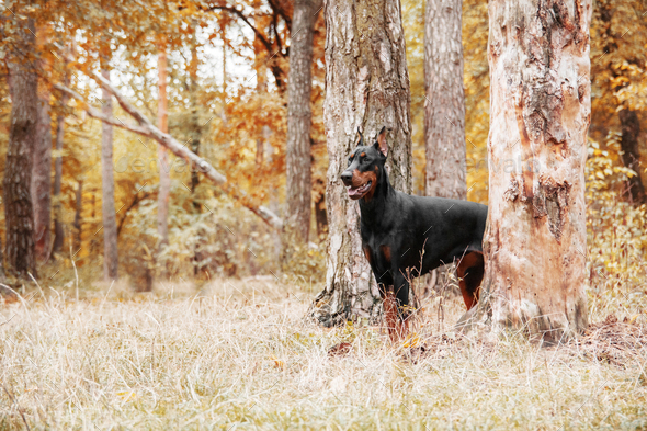 Powerful Doberman dog on an autumnal background, with leaves of gold ...
