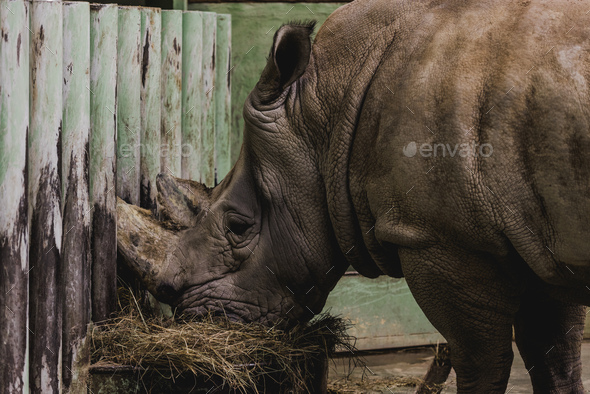close up view of safari rhino eating meal at zoo Stock Photo by ...