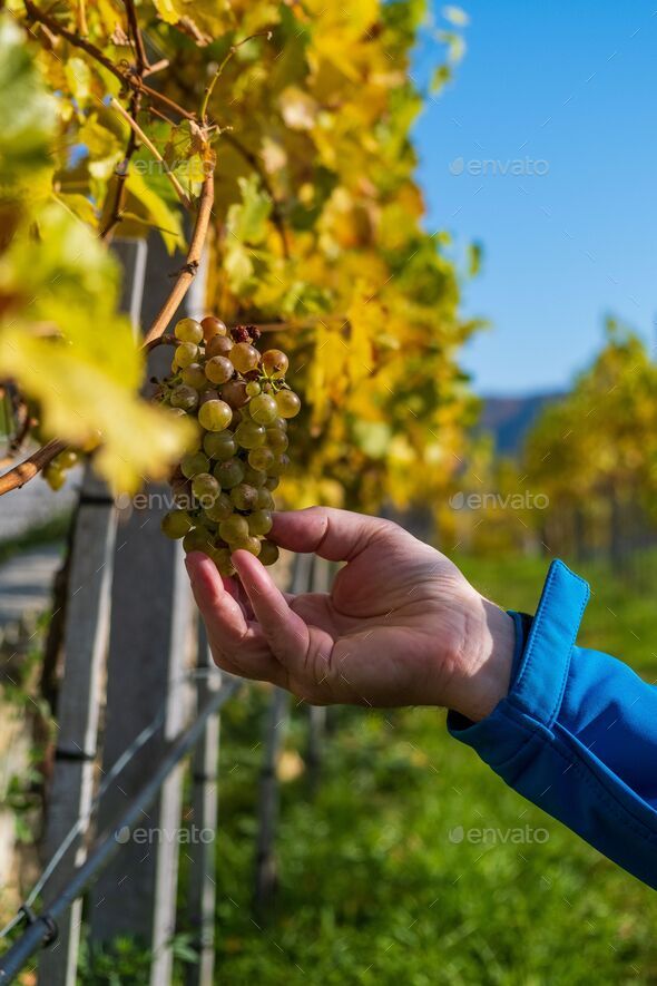 Selective focus shot of a hand picking some ripe grapes Stock Photo by ...