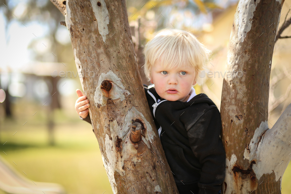 Adorable blonde Australian kid sitting between two branches of a tree ...